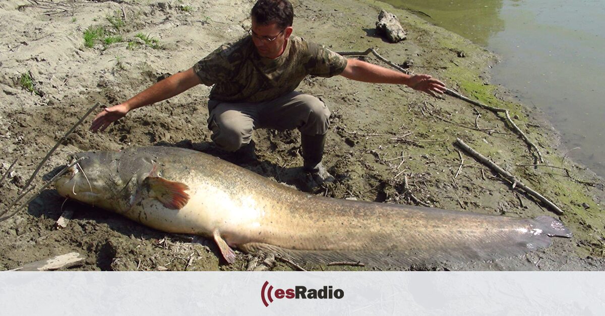 "El siluro es un predador oportunista que come lo que haya en el medio ...