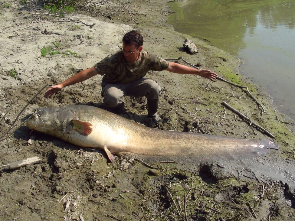"El siluro es un predador oportunista que come lo que haya en el medio ...