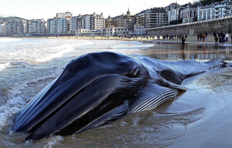 La ballena varada en La Concha - Libertad Digital
