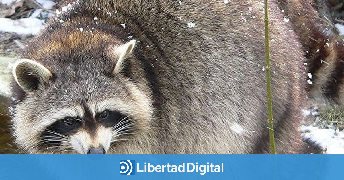 Donde Crece El Helecho Rojo Trampa Mapache