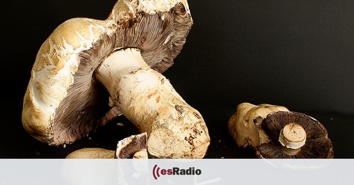 Recetuits: ¿Cómo limpiar las setas? - esRadio