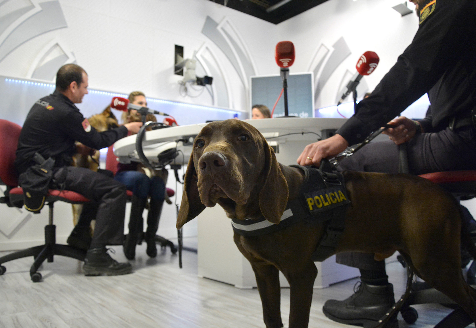 Perros policía en 'Es la Mañana de Federico' - Chic