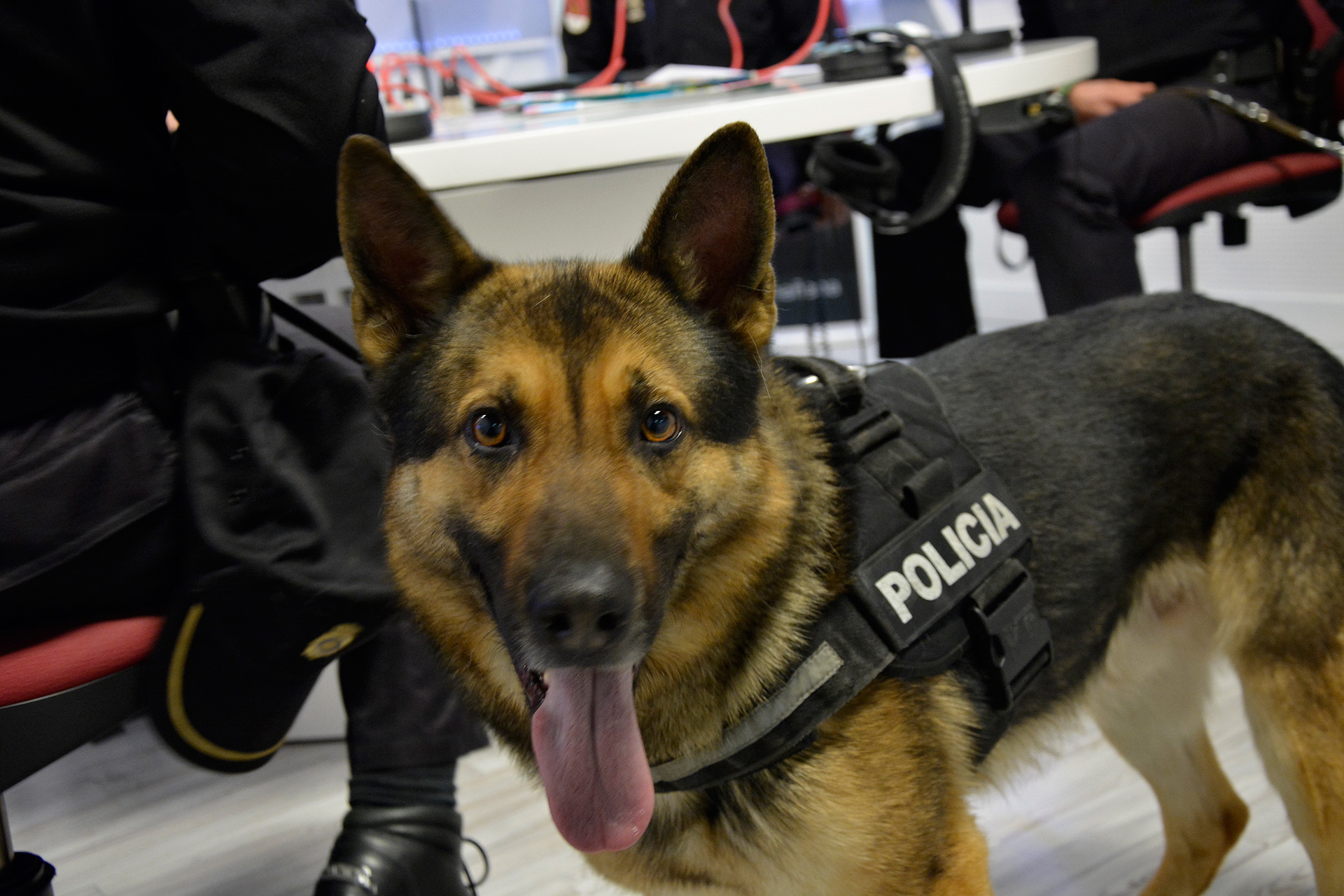 Perros policía en 'Es la Mañana de Federico' - Chic