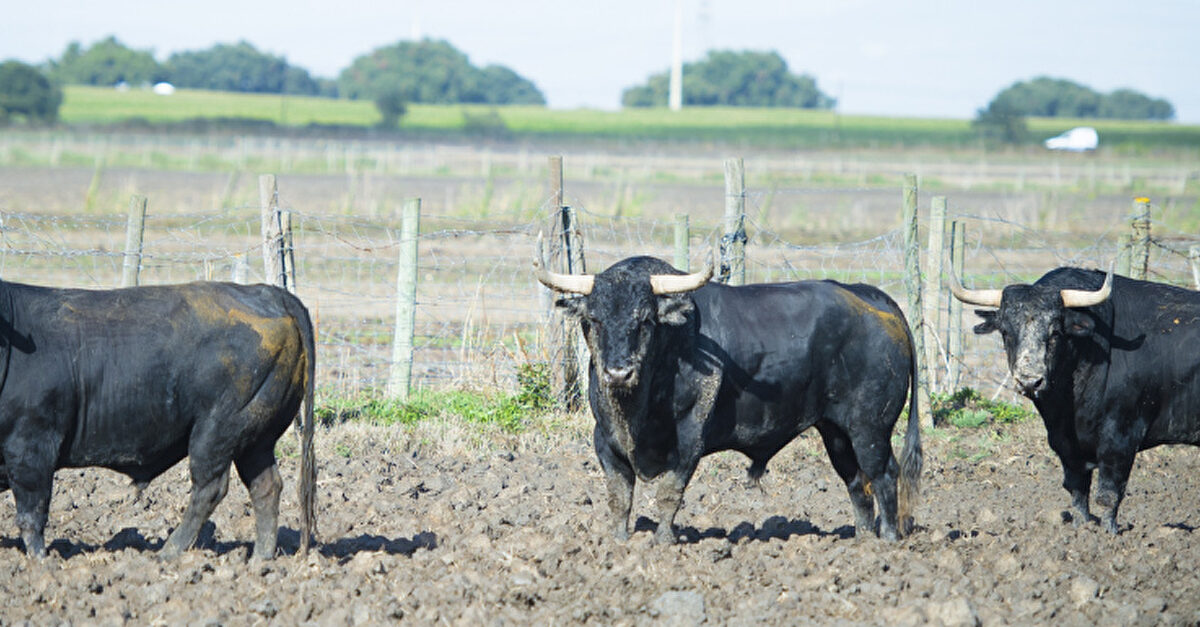La Universidad de Sevilla concluye que "el Toro de Lidia es una raza ...