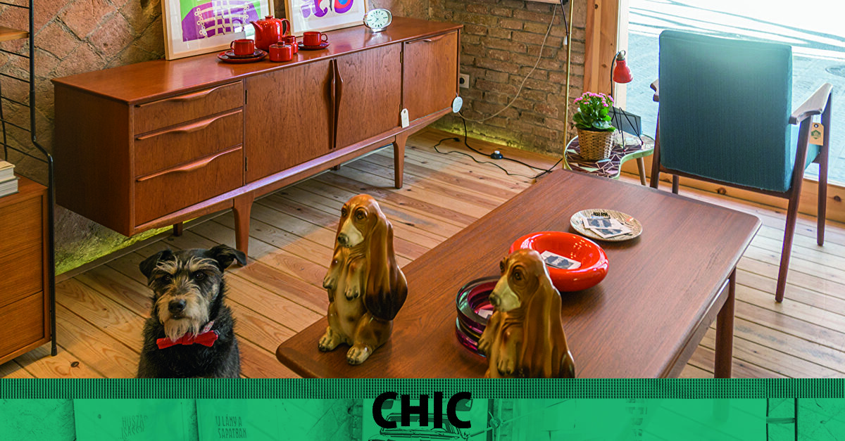 8 bares que admiten a tu perro - Chic