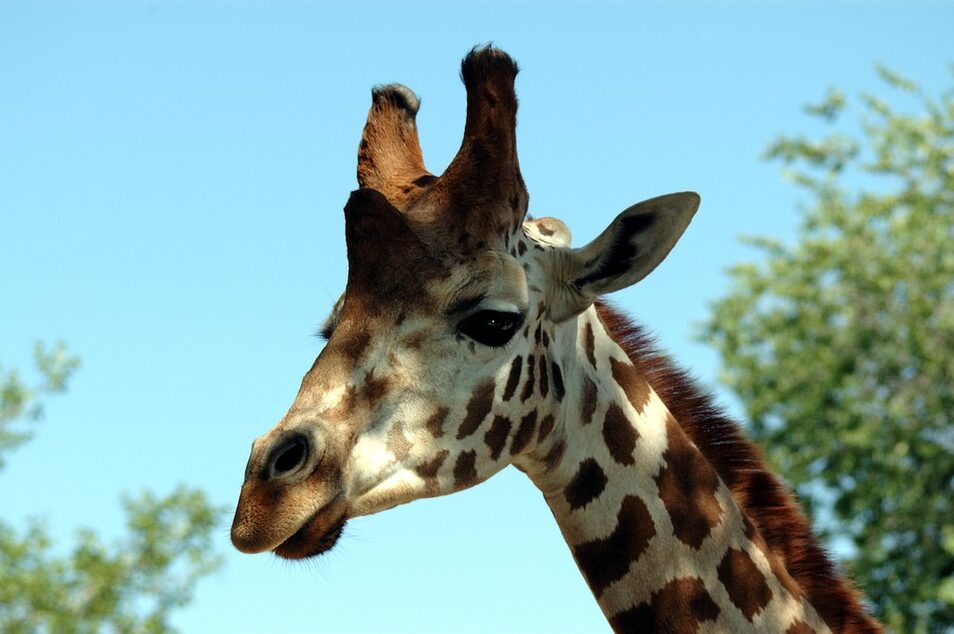 El día de la jirafa - Miguel del Pino - Libertad Digital