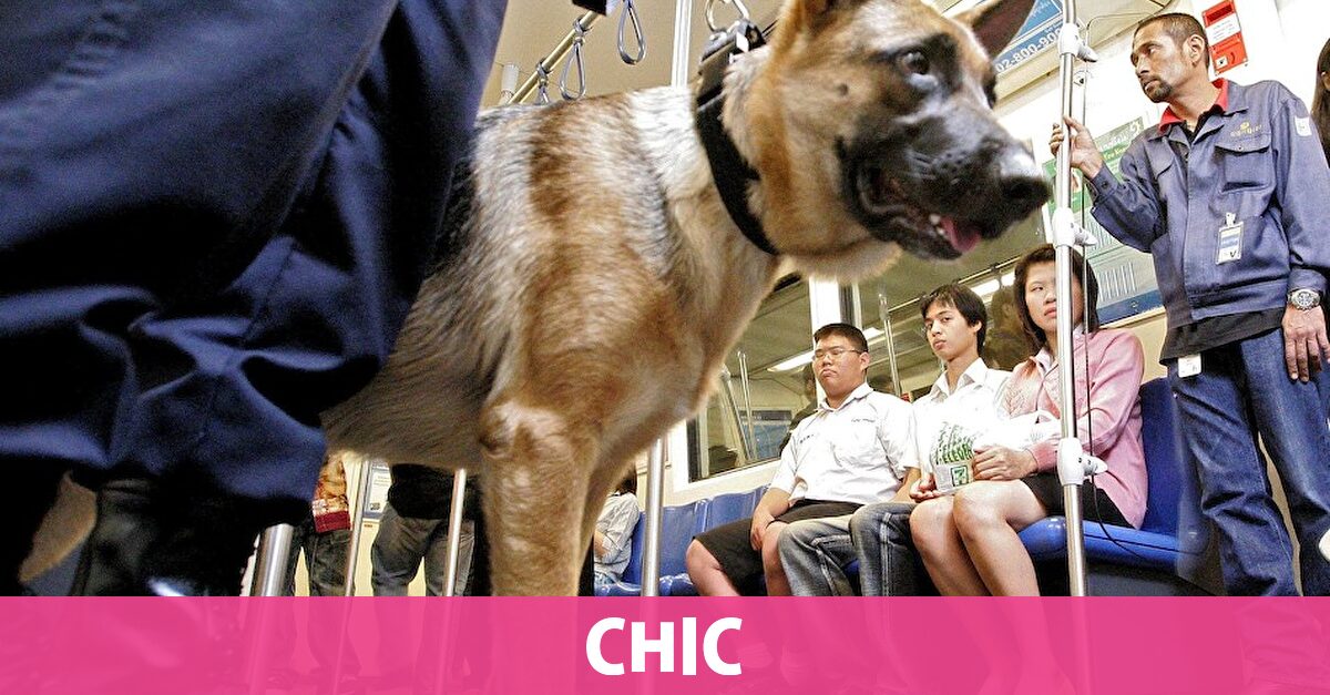 Los perros podrán viajar en Metro de Madrid antes del verano - Chic
