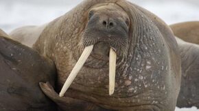 Una morsa ahoga a un hombre que se hizo selfies con ella- Libertad Digital