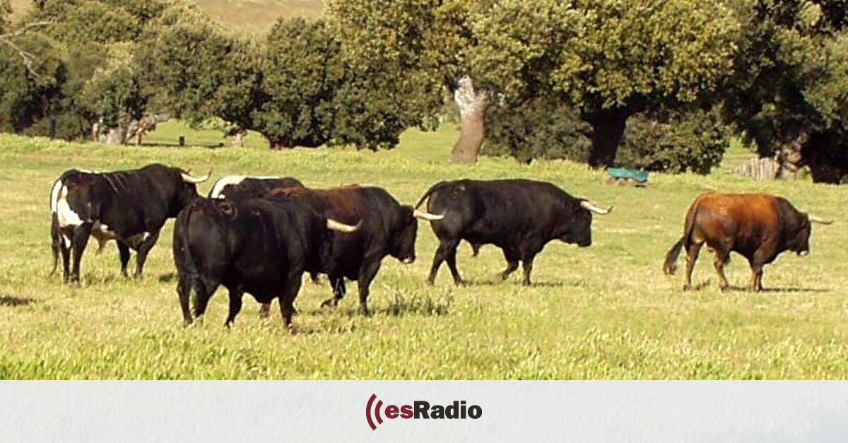 Con el Alba: El lobo y el toro bravo - esRadio