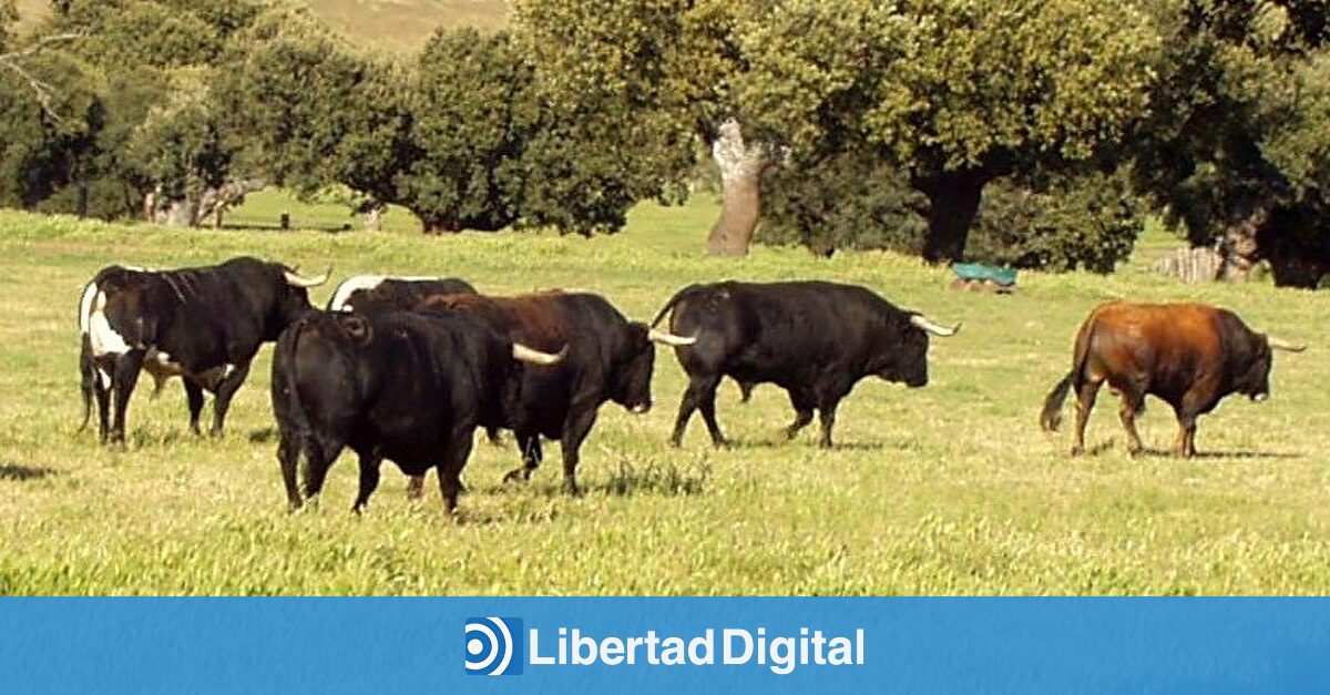 Los tres milagros del toro bravo - Miguel del Pino - Libertad Digital