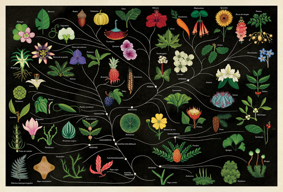 'Botanicum': el nostálgico herbario de EGB - Libertad Digital - Cultura