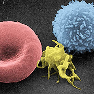 Mundo Natural: Acabar con las células zombie del cuerpo - Libertad Digital