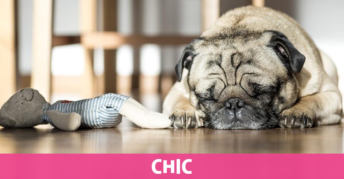 Cómo elegir el mejor colchón para perros - Chic