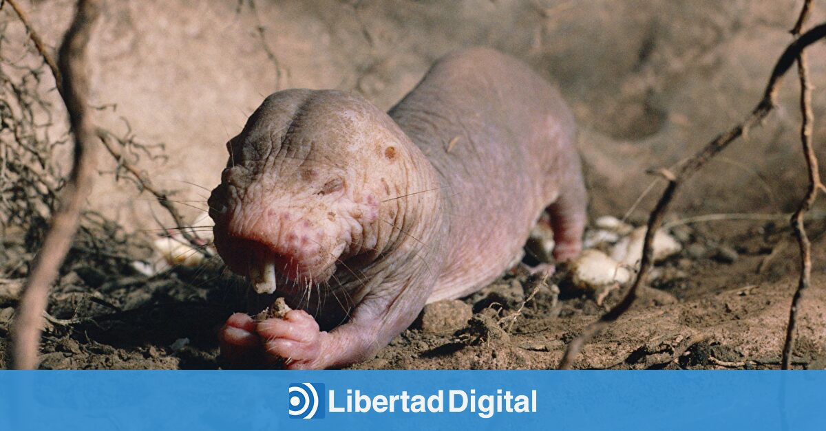 La rata topo: un animal terriblemente feo pero inmune al cáncer y al ...