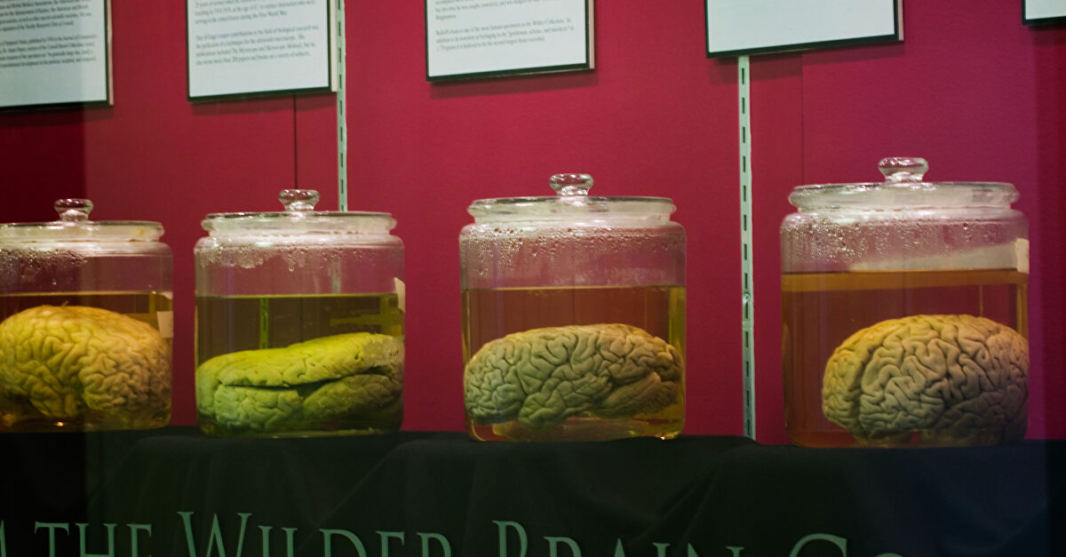 Una empresa propone preservar tu cerebro para revivirte en el futuro al ...