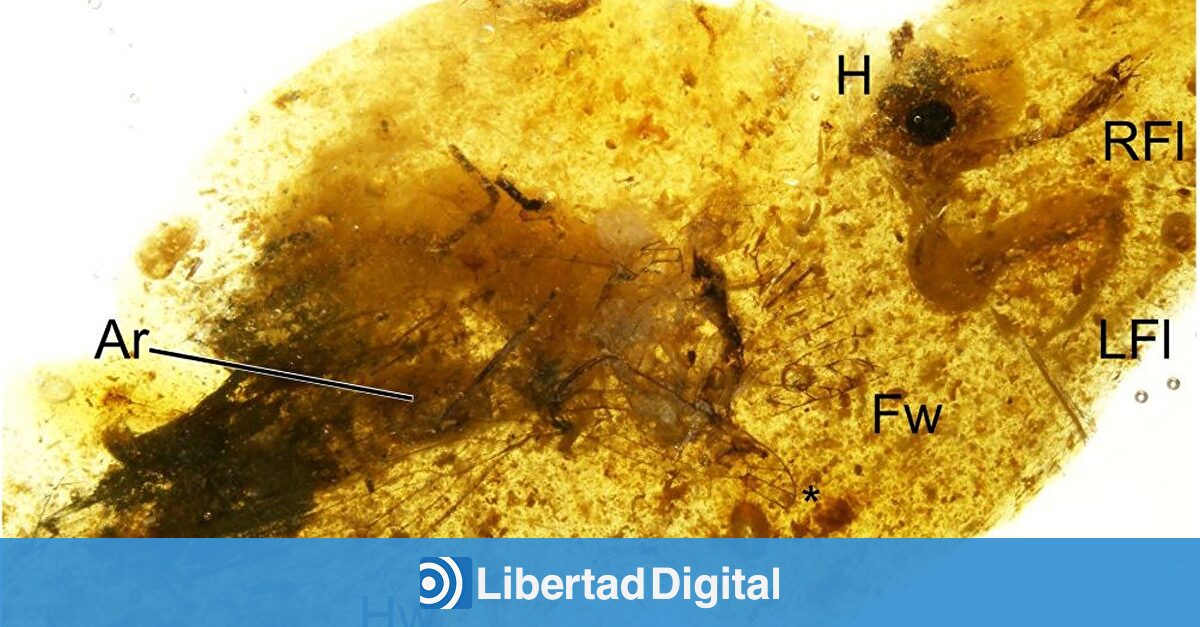 Hallan un insecto de 105 millones de años en una pieza de ámbar de ...