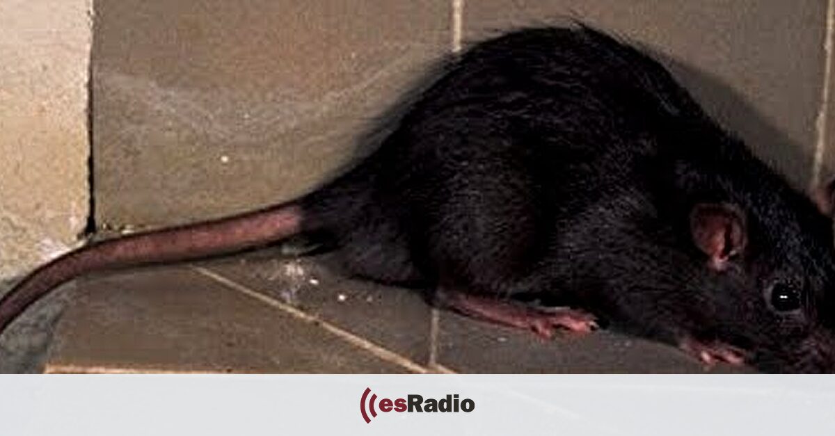 Detectan por primera vez en diez puntos de Madrid ratas negras ...