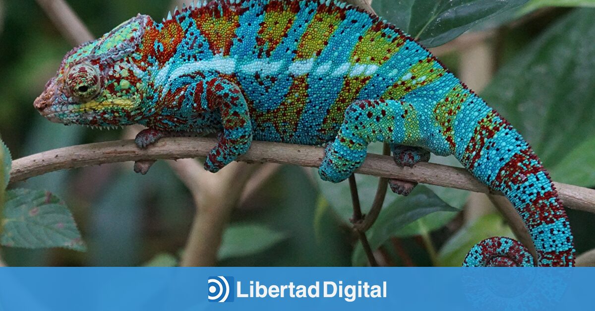 Camaleones. Mucho más que camuflaje - Miguel del Pino - Libertad Digital