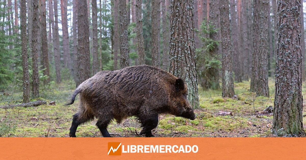 Los jabalíes arruinan la producción de sandía: se disparan los ataques ... Los jabalíes arruinan la producción de sandía: se disparan los ataques ...