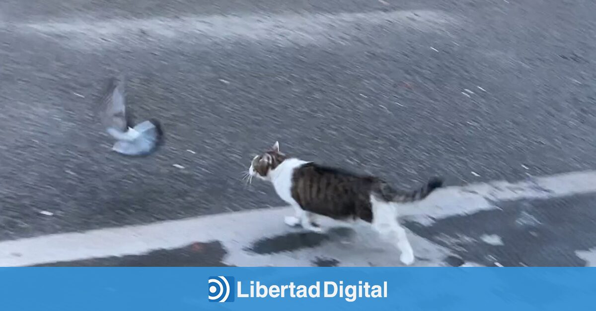 Larry, el gato del 10 de Downing Street, atrapa su cena navideña frente ...