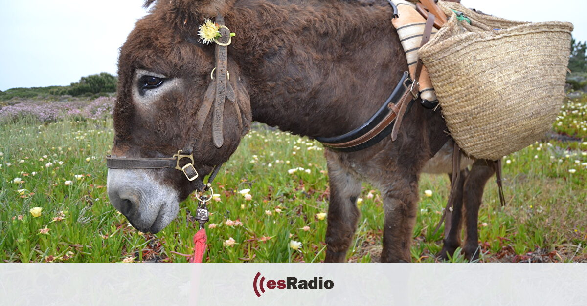 Con el Alba: Cualidades de los burros - esRadio