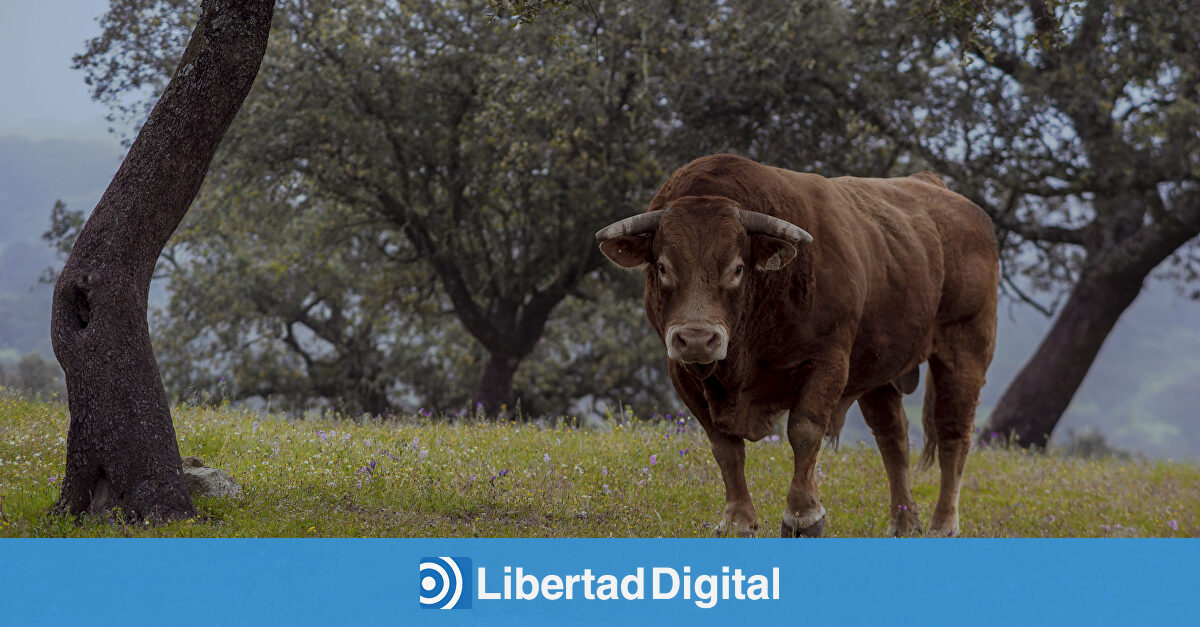 El toro de lidia, una joya zootécnica - Miguel del Pino - Libertad Digital