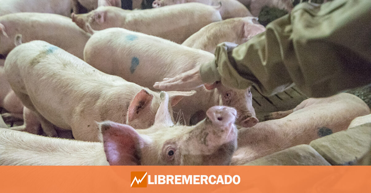 Un nuevo informe animalista contra las macrogranjas pone el foco en el porcino español - Libre ...