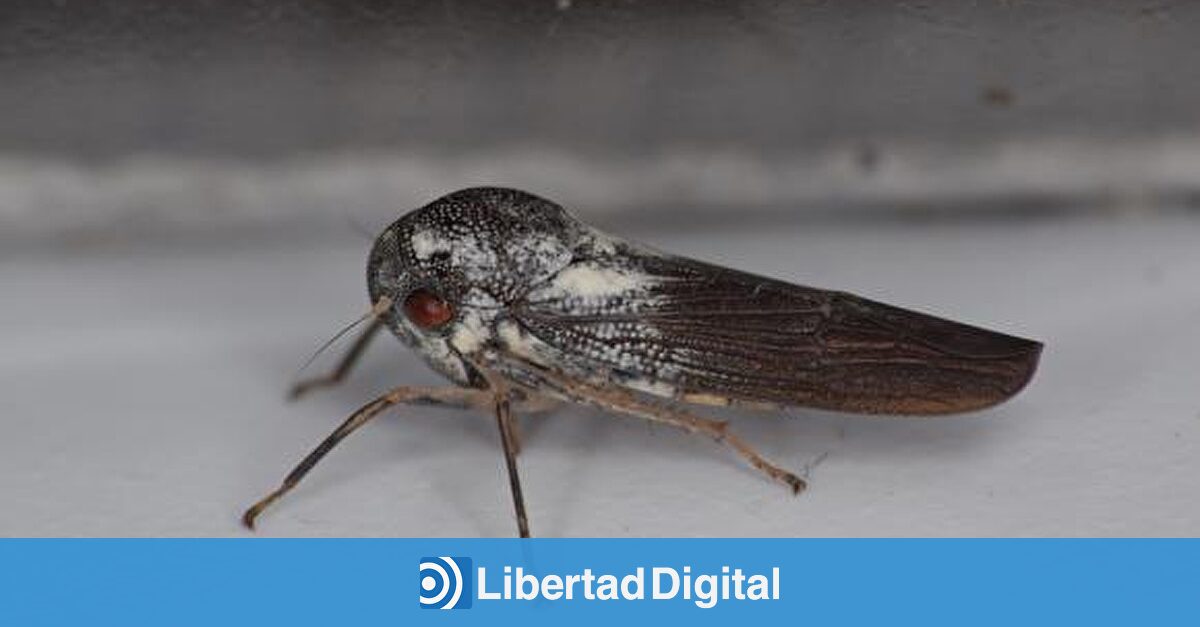 Descubren un insecto "extraordinariamente raro": "Es un hallazgo único ...