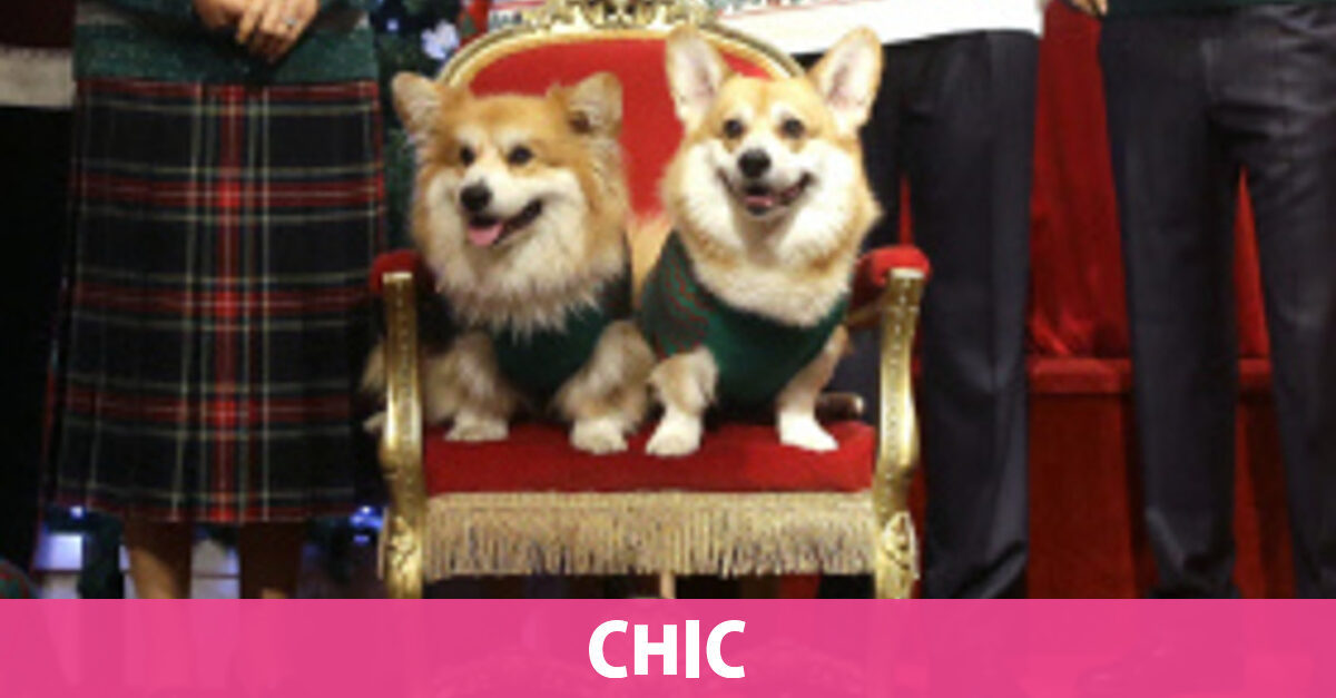 Revelan el destino final de los corgis de Isabel II - Chic