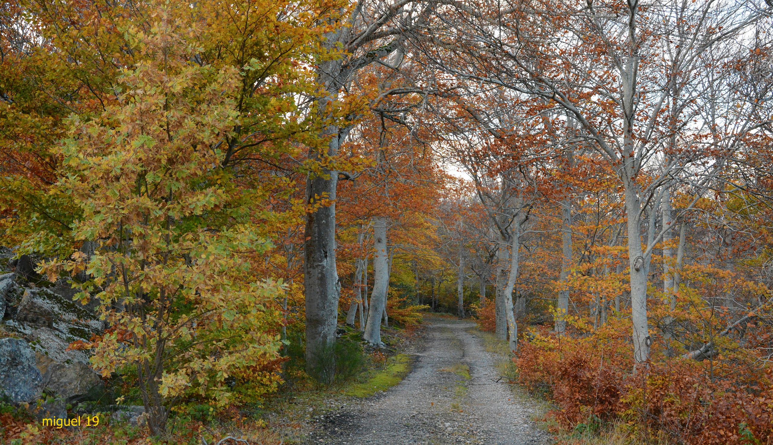 España en 10 bosques asombrosos para disfrutar en otoño - Chic