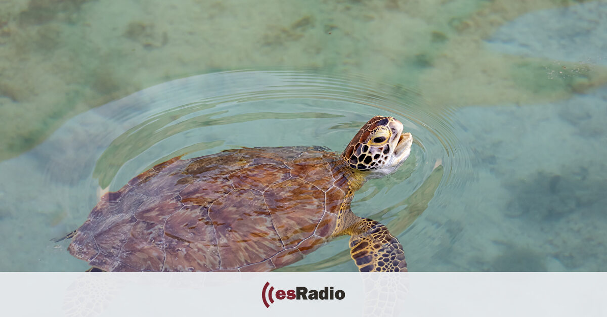 Es La Mañana de Fin de Semana: ¿Qué diferencia hay entre las tortugas ...