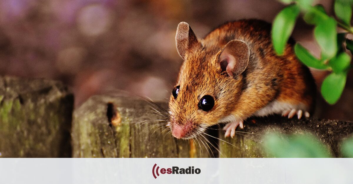 Es La Mañana de Fin de Semana: 20 años con Gerónimo Stilton - esRadio