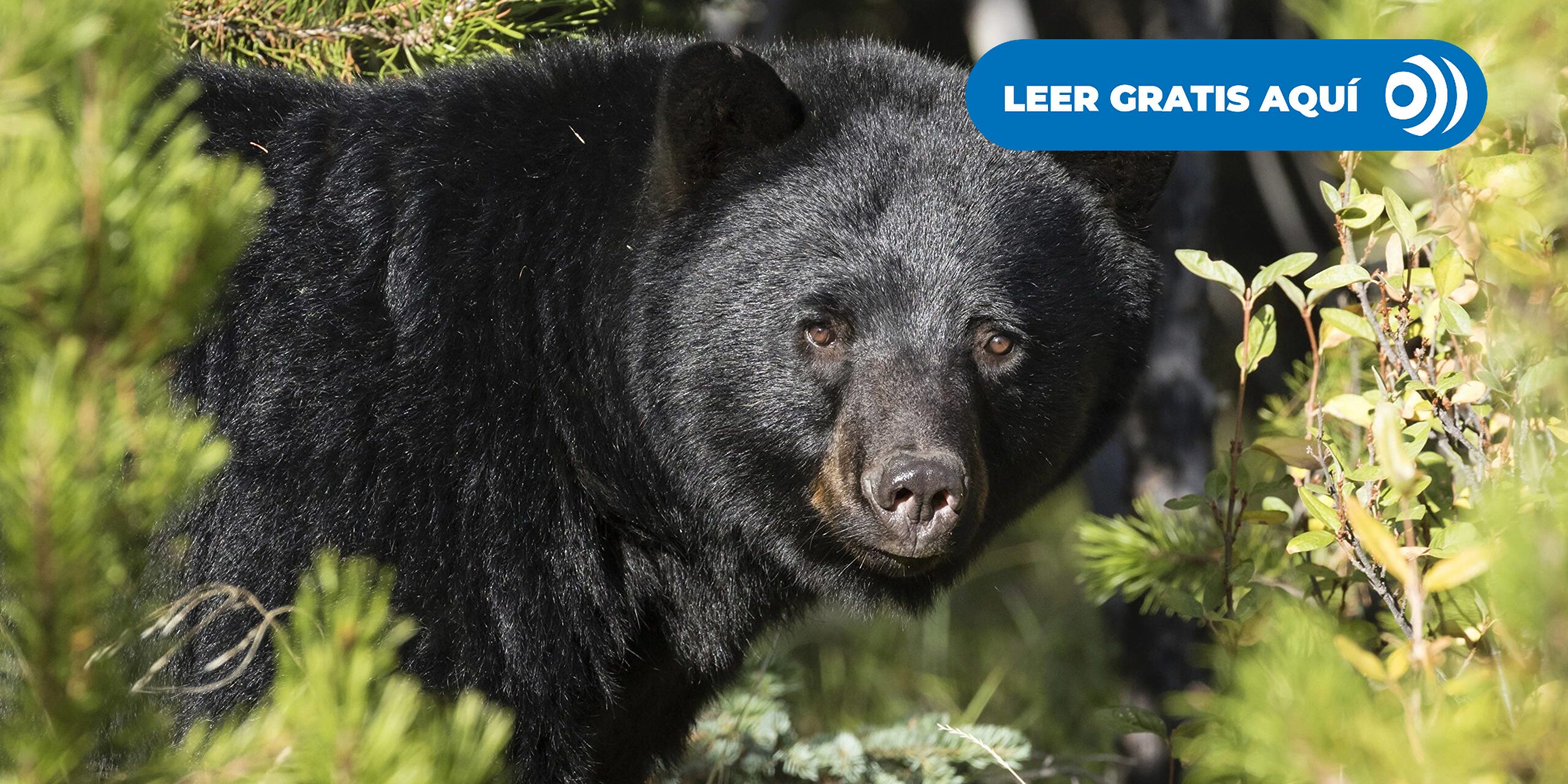 Oso Negro Peleando En Video: Así Captaron Una Singular Pelea Entre