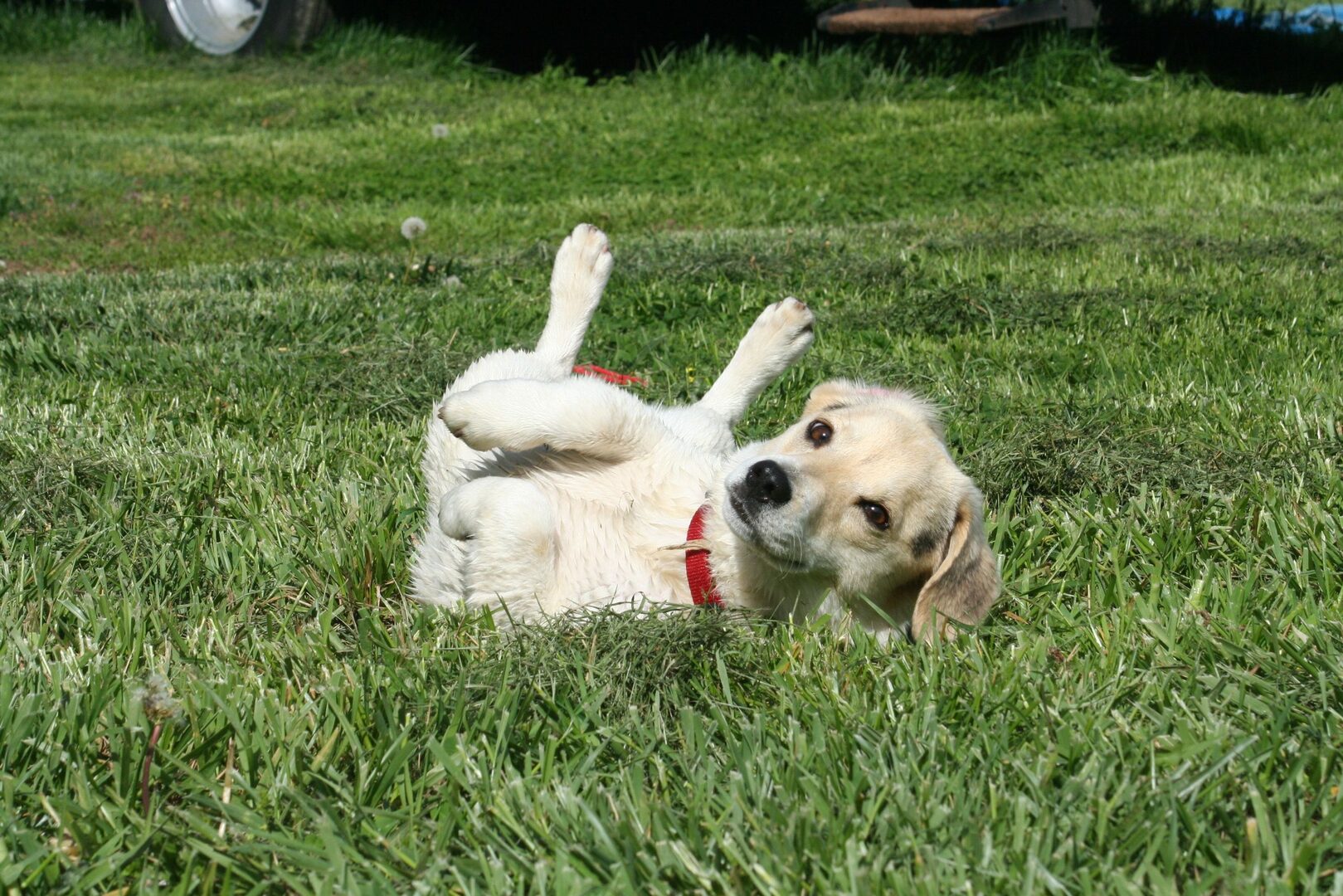 ¿Por qué los perros se revuelcan por el suelo?