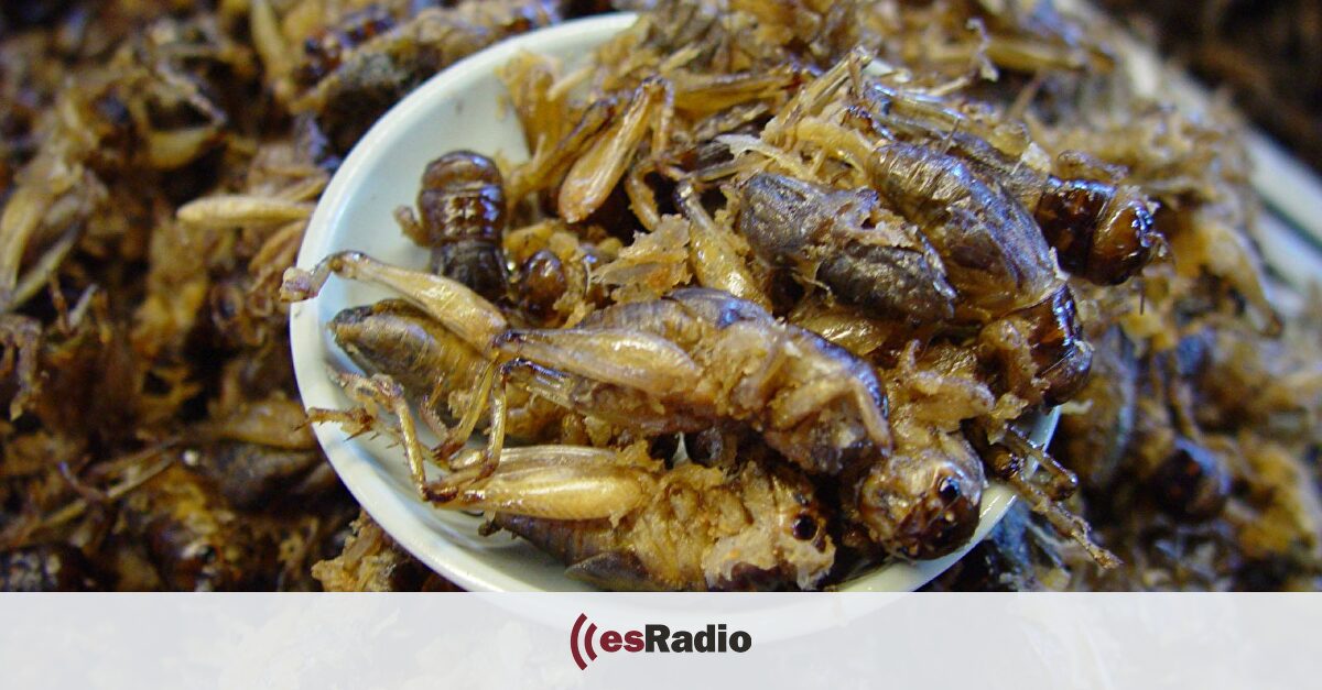 Recetuits: Consumo de insectos como alimento - esRadio