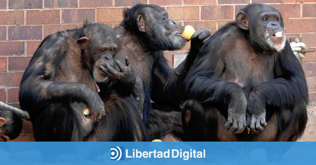 Derechos humanos para los grandes simios: "Es imposible e implicaría el ...