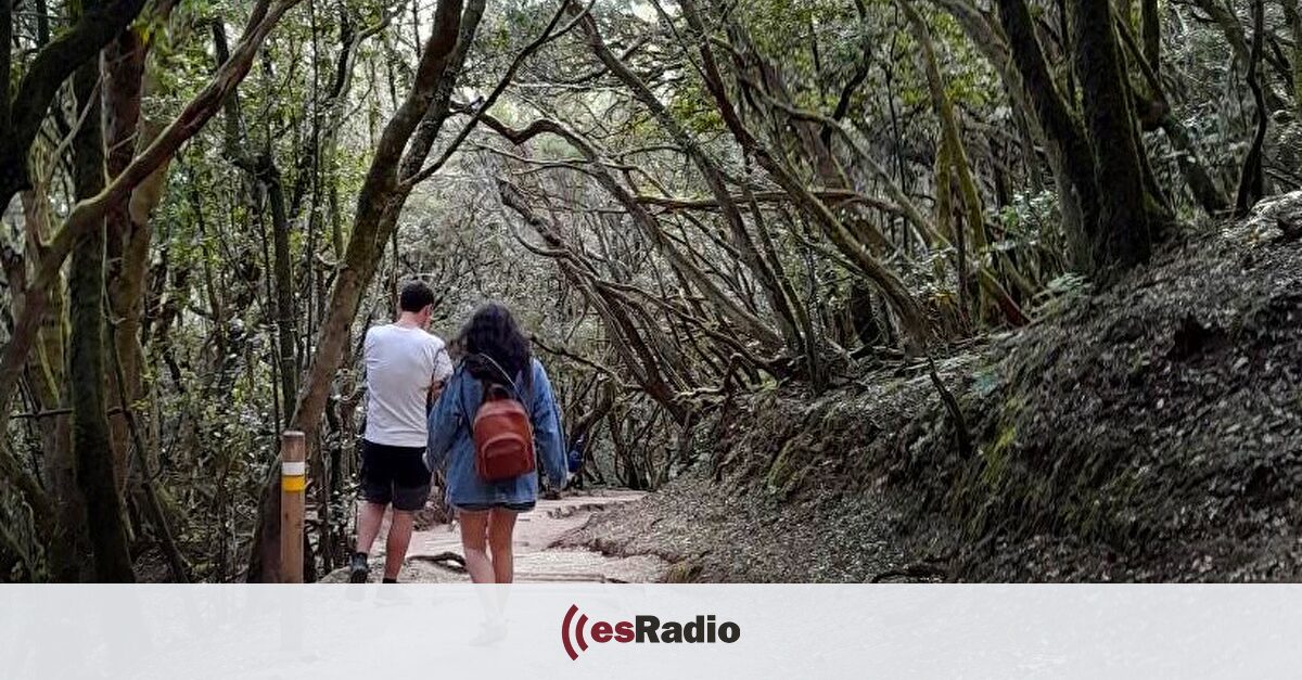 Kelugares: Anaga, los enigmas que esconde la selva de laurisilva ...