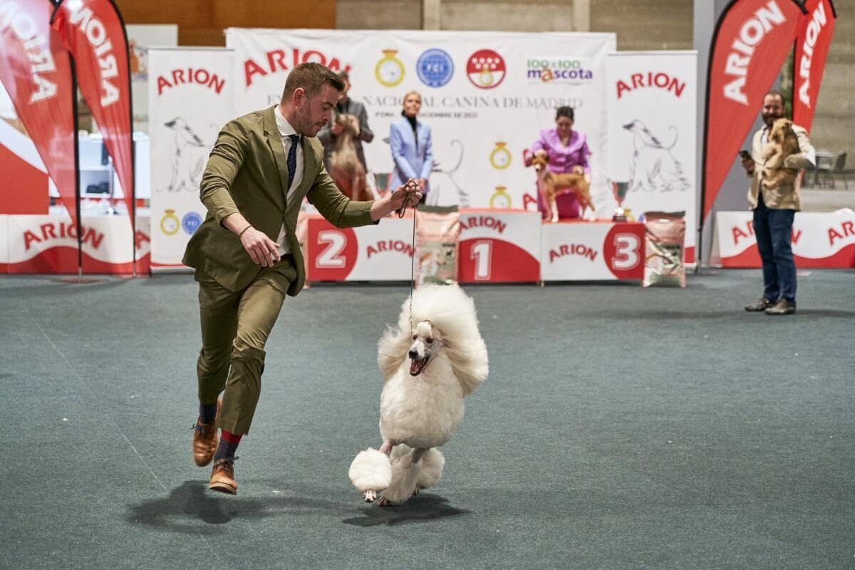 Gran concurso exposición canina en Madrid "Mad Dog Show": muchas ...