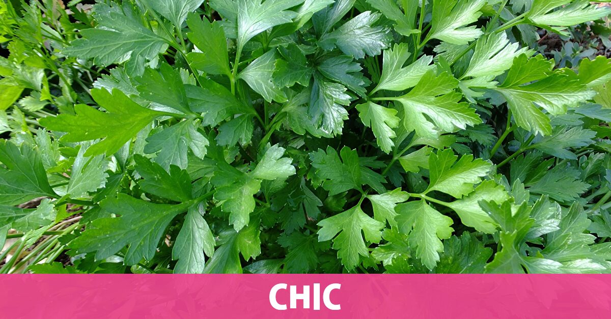 ¿Cuáles son los beneficios de perejil?