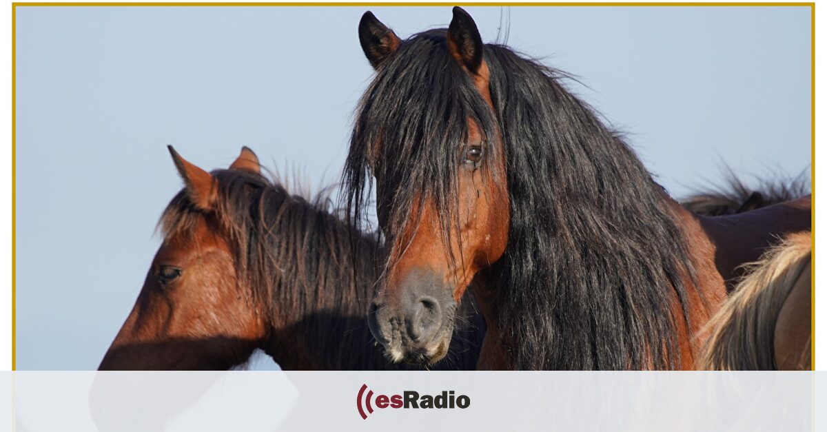 La Rapa das Bestas de Sabucedo se celebra este fin de semana - esRadio La Rapa das Bestas de Sabucedo se celebra este fin de semana - esRadio