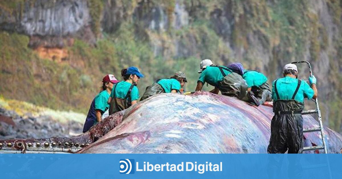 Hallan un tesoro de medio millón de euros en un cachalote varado en La ...
