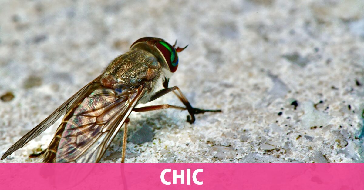 Remedios caseros para evitar las moscas en el hogar