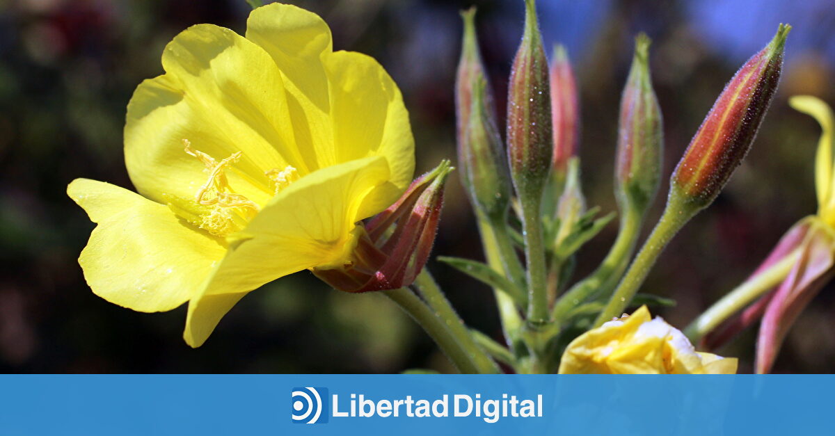 Propiedades y beneficios del aceite de onagra