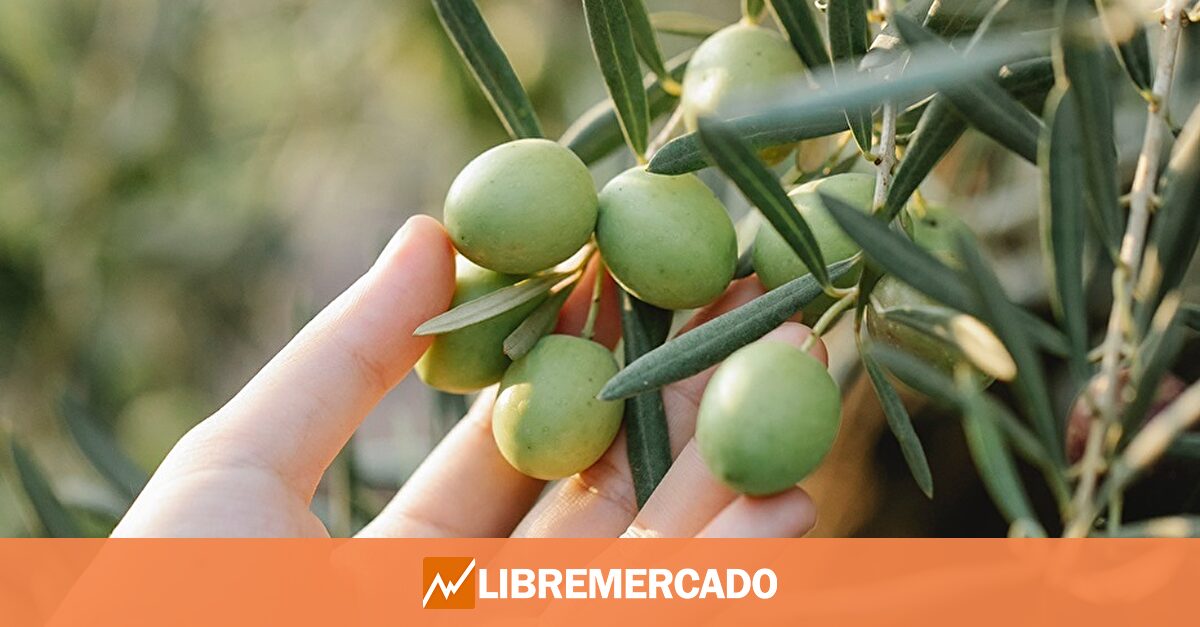 Madrid ya tiene su propio aceite Denominación de Origen: las claves de ... Madrid ya tiene su propio aceite Denominación de Origen: las claves de ...