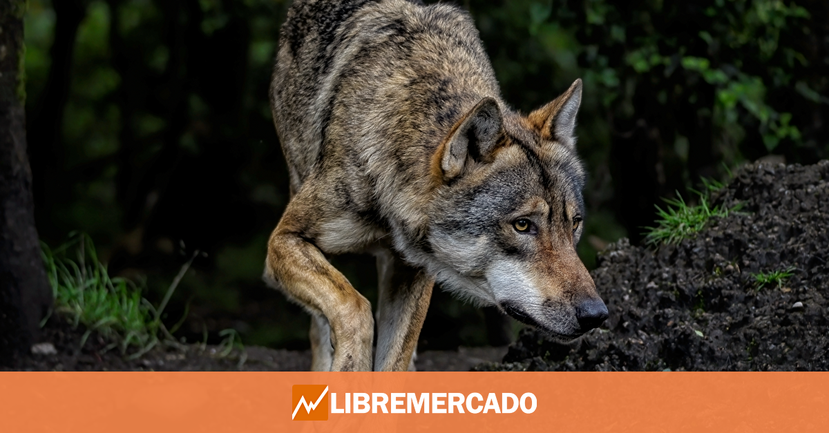La UE rebaja la protección internacional del lobo pero no cambiará el ...