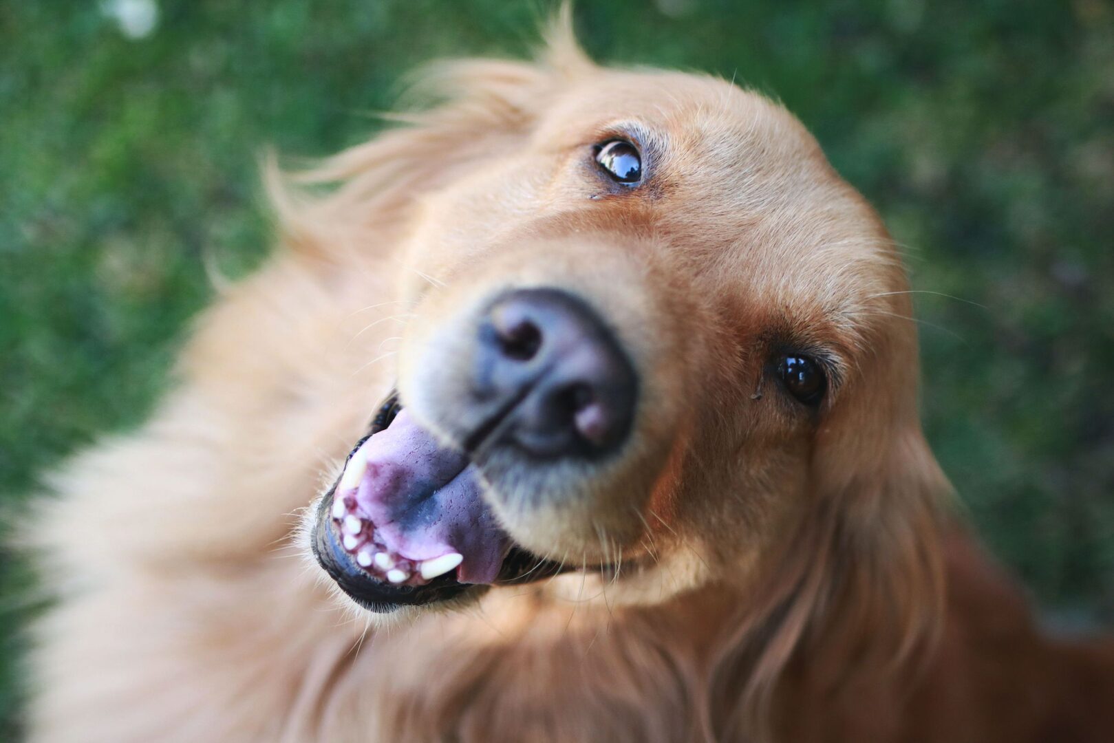 ¿Cómo saber que un perro está contento o enfadado?