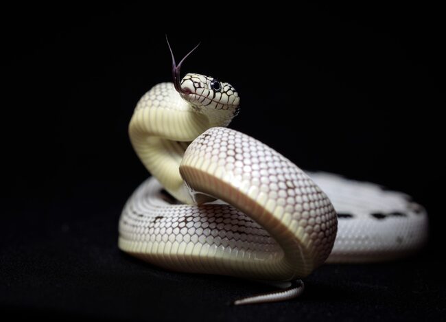 La ley animalista condena a morir de hambre a las serpientes domésticas ...