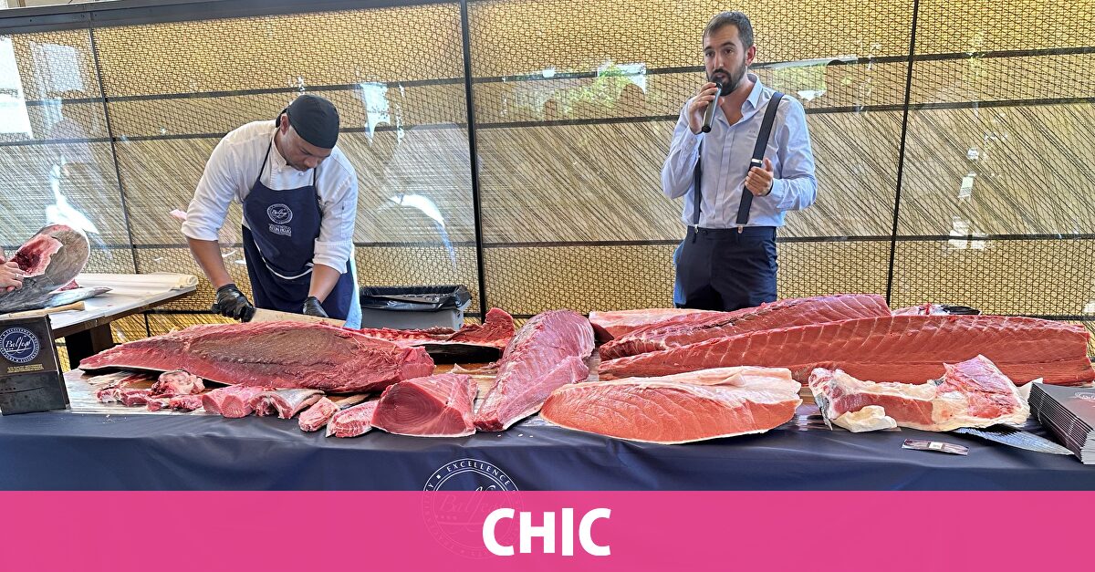 Todo lo que tienes que saber sobre el ronqueo de atún