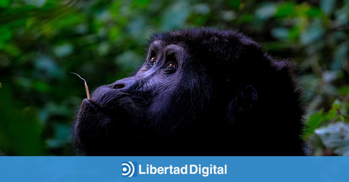 Los simios recuerdan a compañeros que llevaban sin ver 25 años