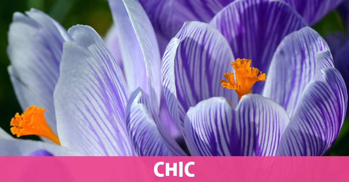 Usos del azafrán para la piel y el cabello